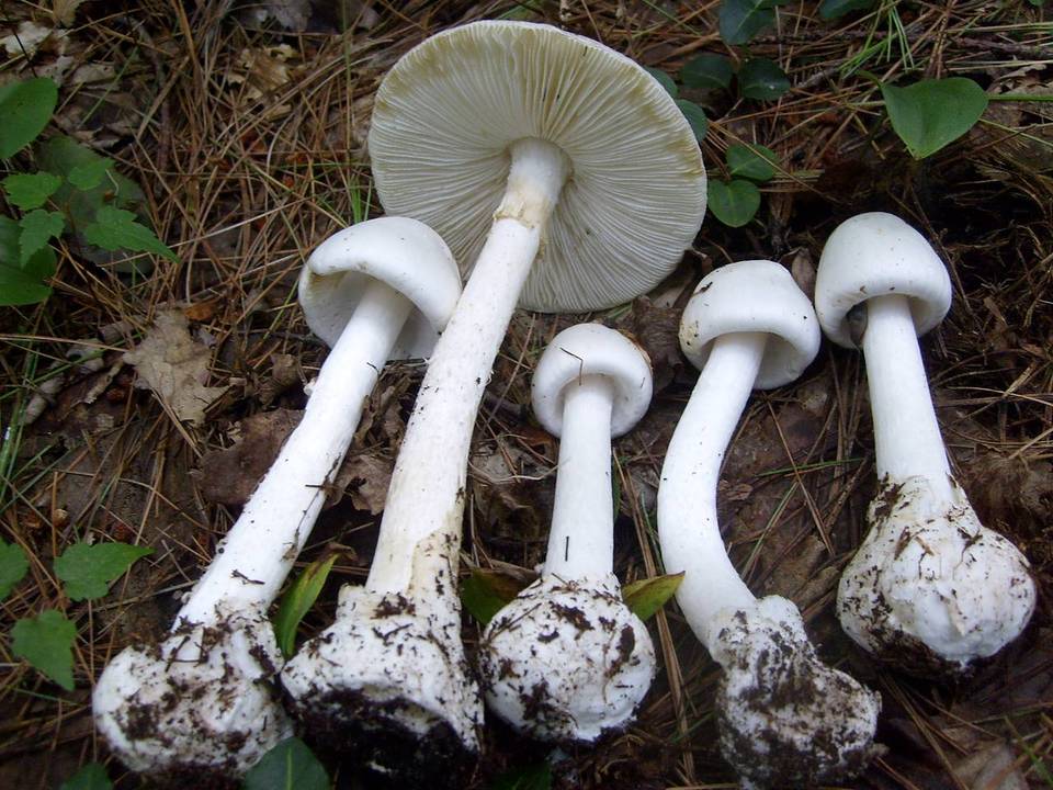 Amanita: Section Phalloideae | Mushroom