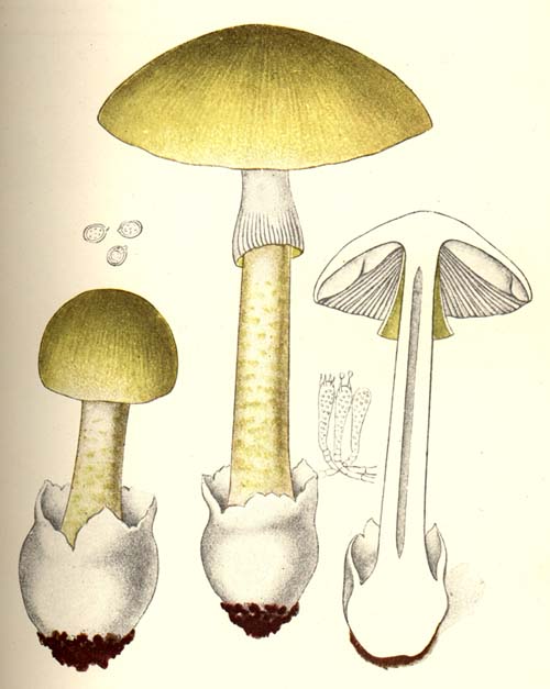 Amanita: Section Phalloideae | Mushroom