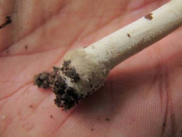 Powdery Amanitas: Subsection Farinosae | Mushroom