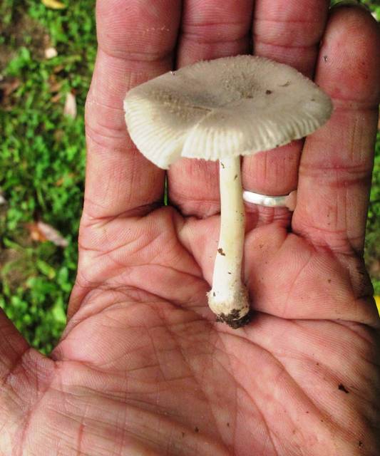 Powdery Amanitas: Subsection Farinosae | Mushroom