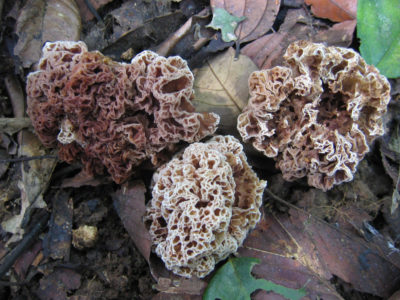 Spongiforma squarepantsii | Mushroom