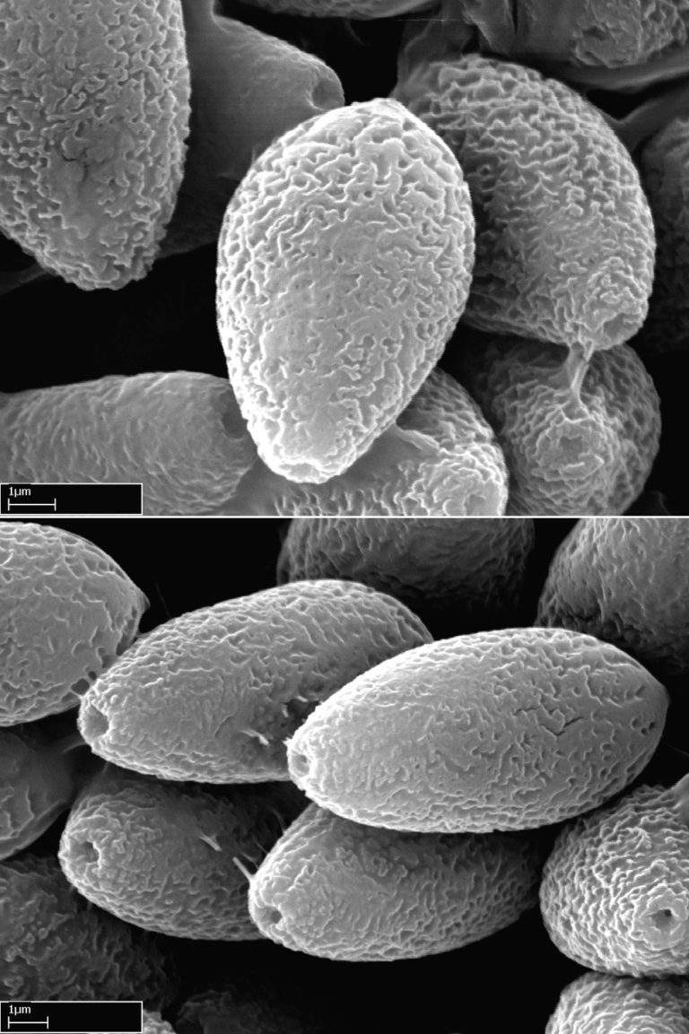 Spongiforma squarepantsii | Mushroom