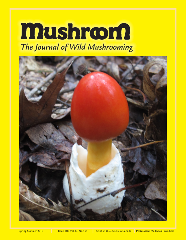 Mushroom | The Journal of Wild Mushrooming